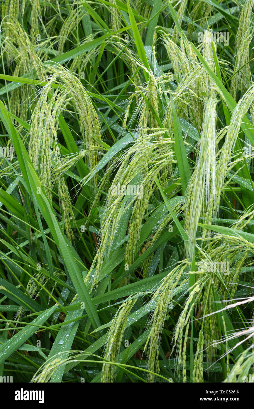 Jatiluwih, Bali, Indonesia. Rice Growing in Field Stock Photo - Alamy