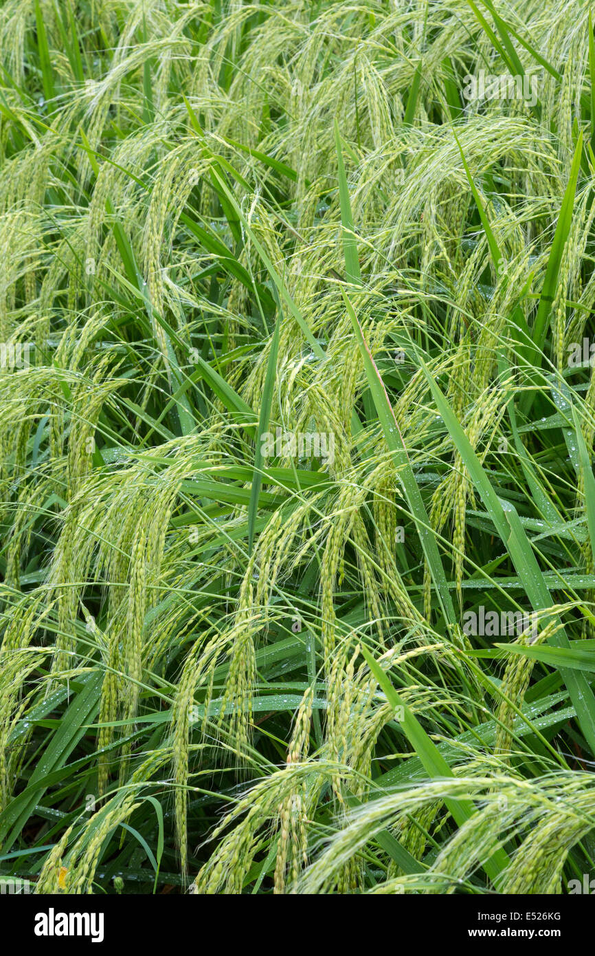 Indonesian paddy rice field hi-res stock photography and images - Alamy