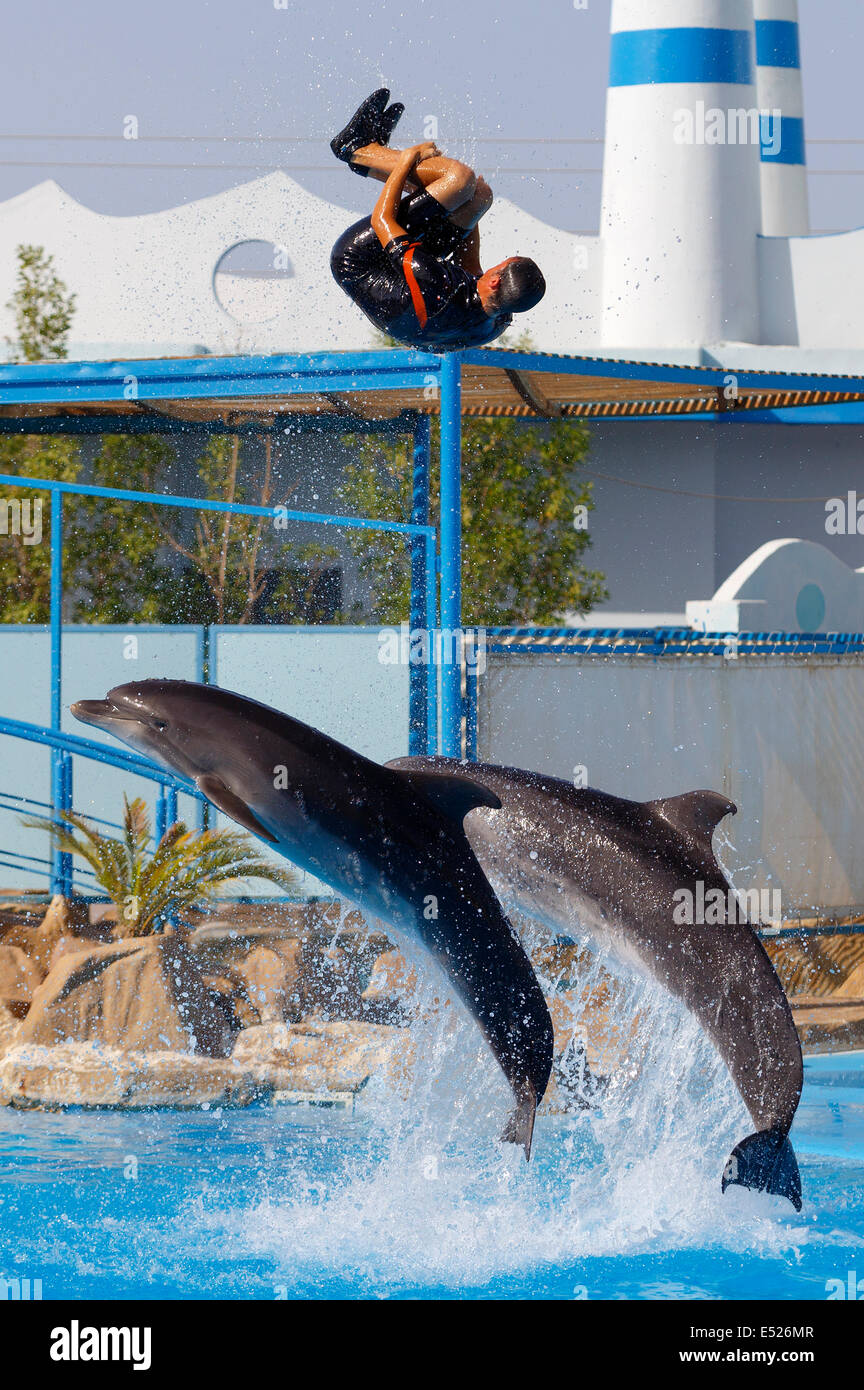 Dolphin show in hurghada egypt hi-res stock photography and images - Alamy