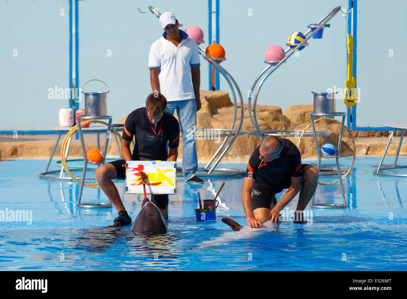 Dolphin show in hurghada egypt hi-res stock photography and images - Alamy