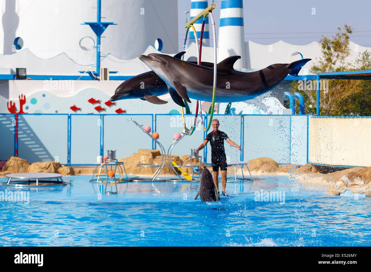 Dolphin show in hurghada egypt hi-res stock photography and images - Alamy