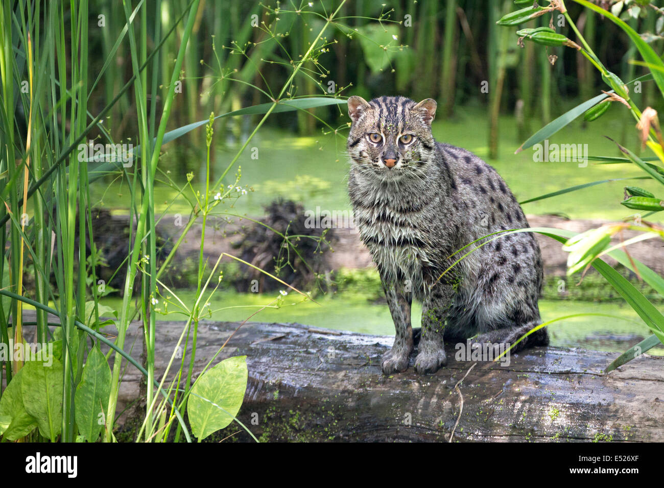 Fishing cat hi-res stock photography and images - Alamy
