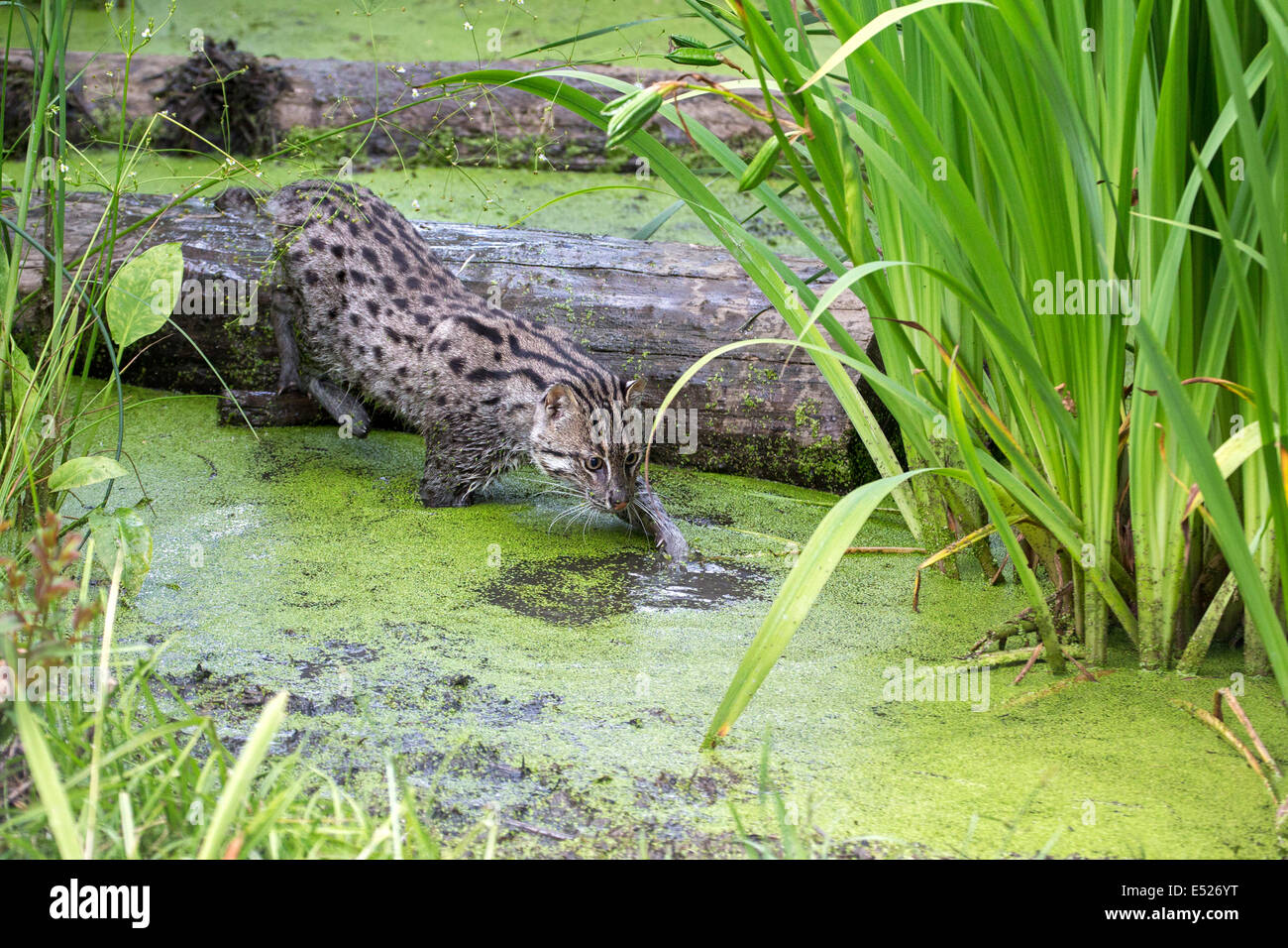 Cat endangered hi-res stock photography and images - Alamy
