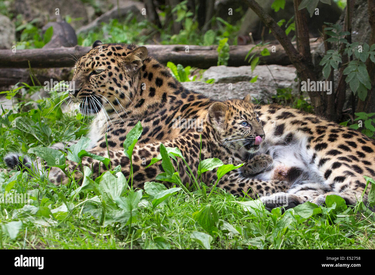 Amur Leopard and her three-month-old cub Stock Photo - Alamy