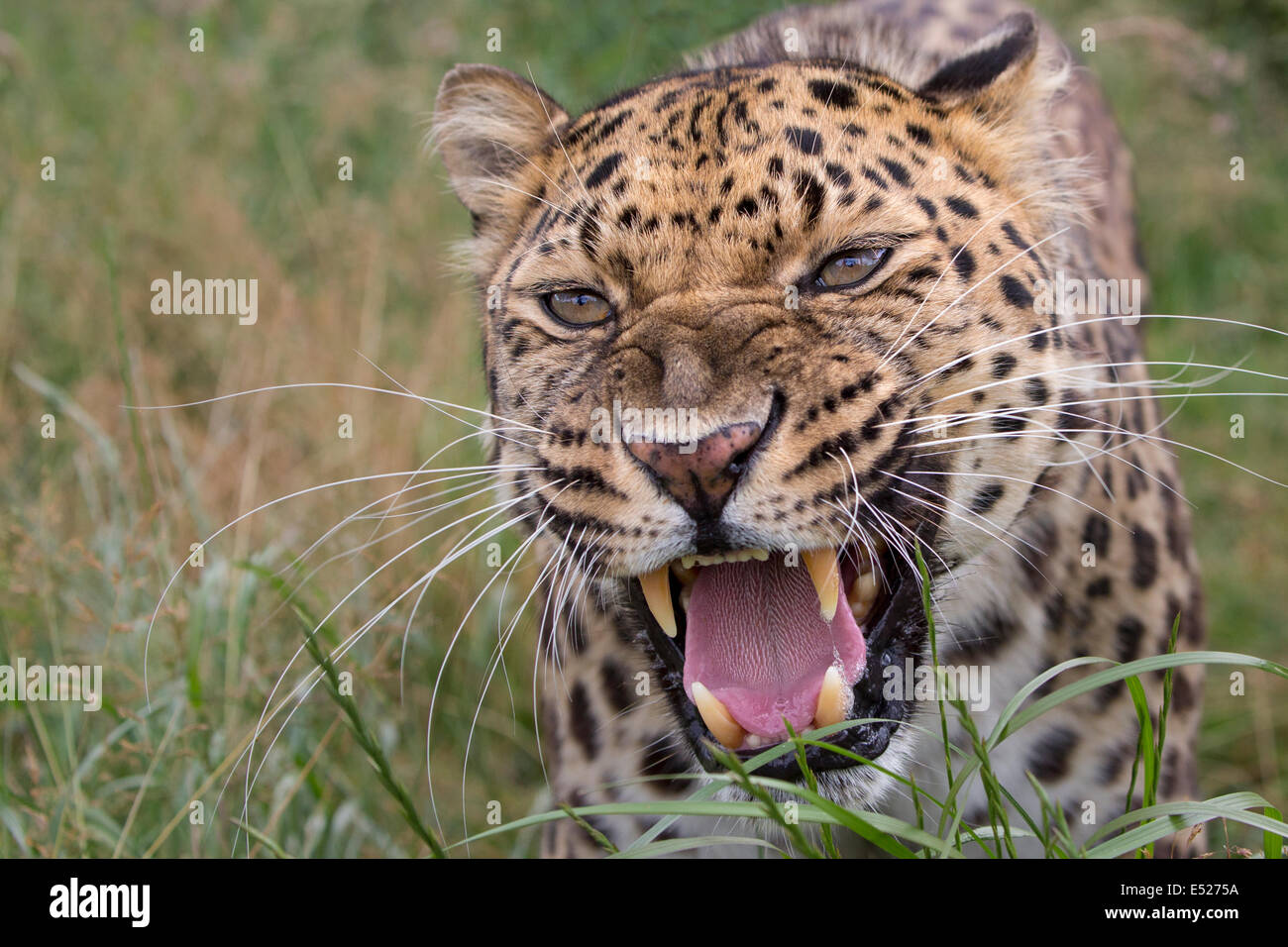 Amur leopard wildlife hi-res stock photography and images - Alamy