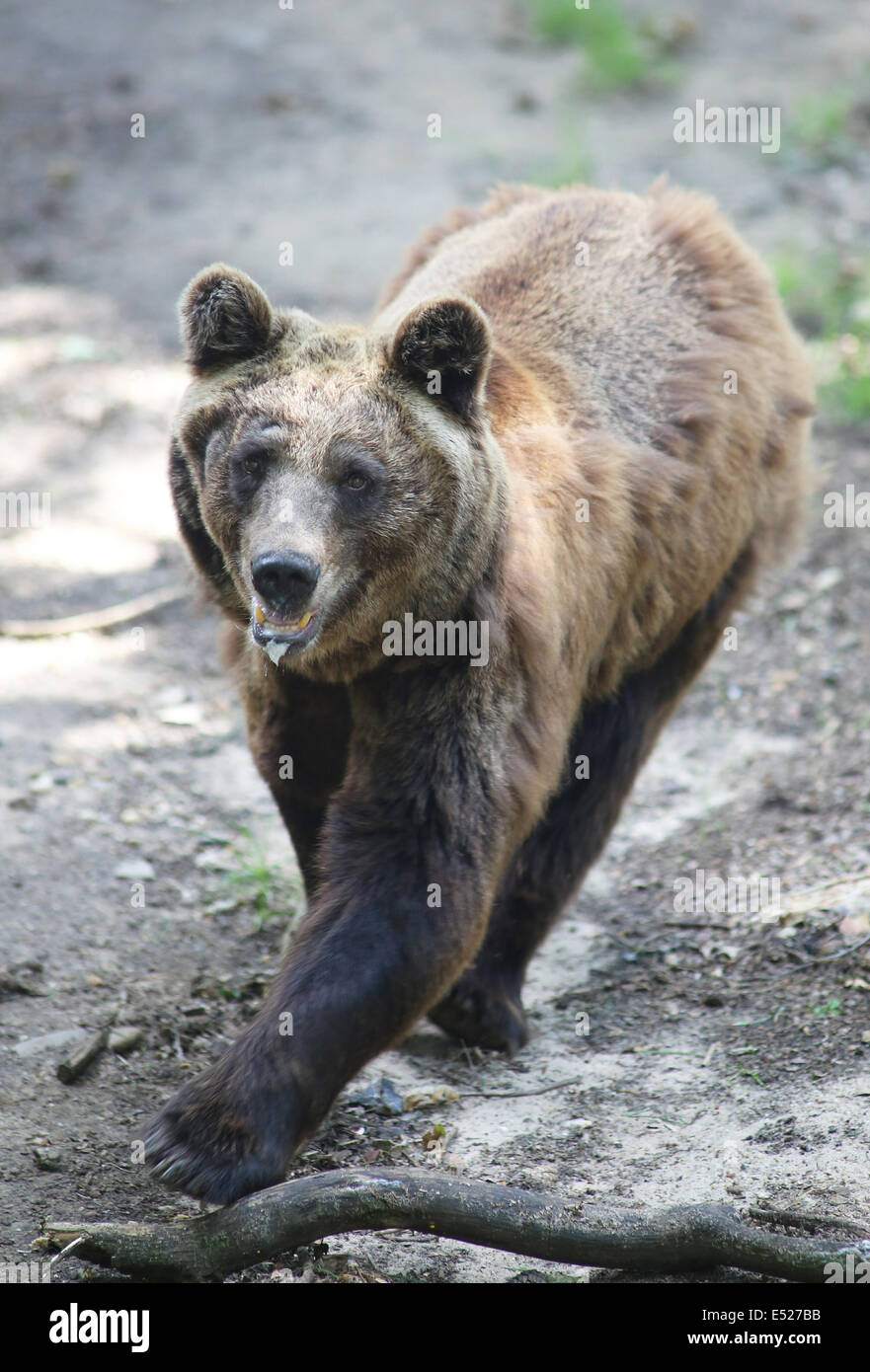 After 21 years in solitary confinement, the Bulgarian bear Maria was ...