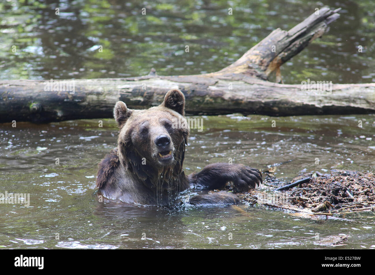 After 21 years in solitary confinement, the Bulgarian bear Maria was ...