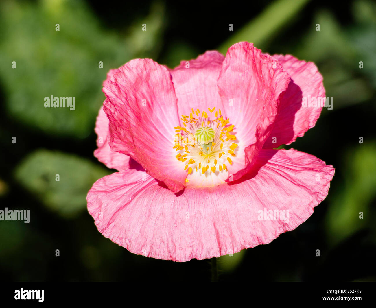 Ornamental poppy hi-res stock photography and images - Alamy