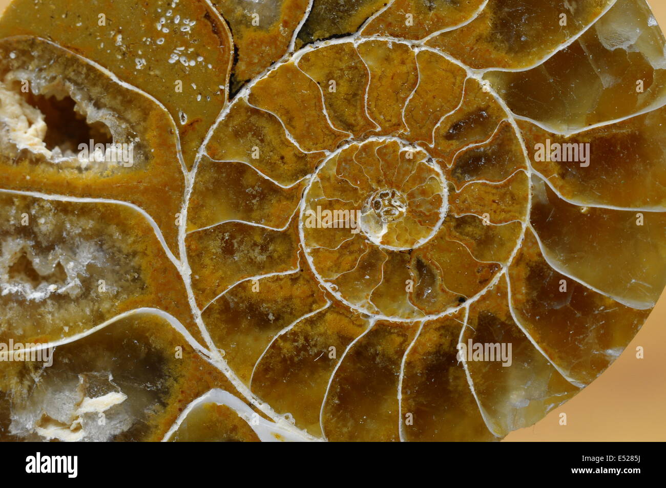 Fossil and stone hi-res stock photography and images - Alamy