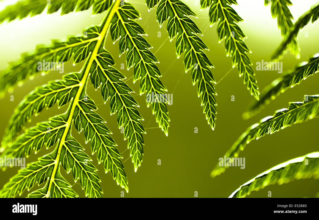 Sunlight on a Fern Frond Stock Photo - Alamy