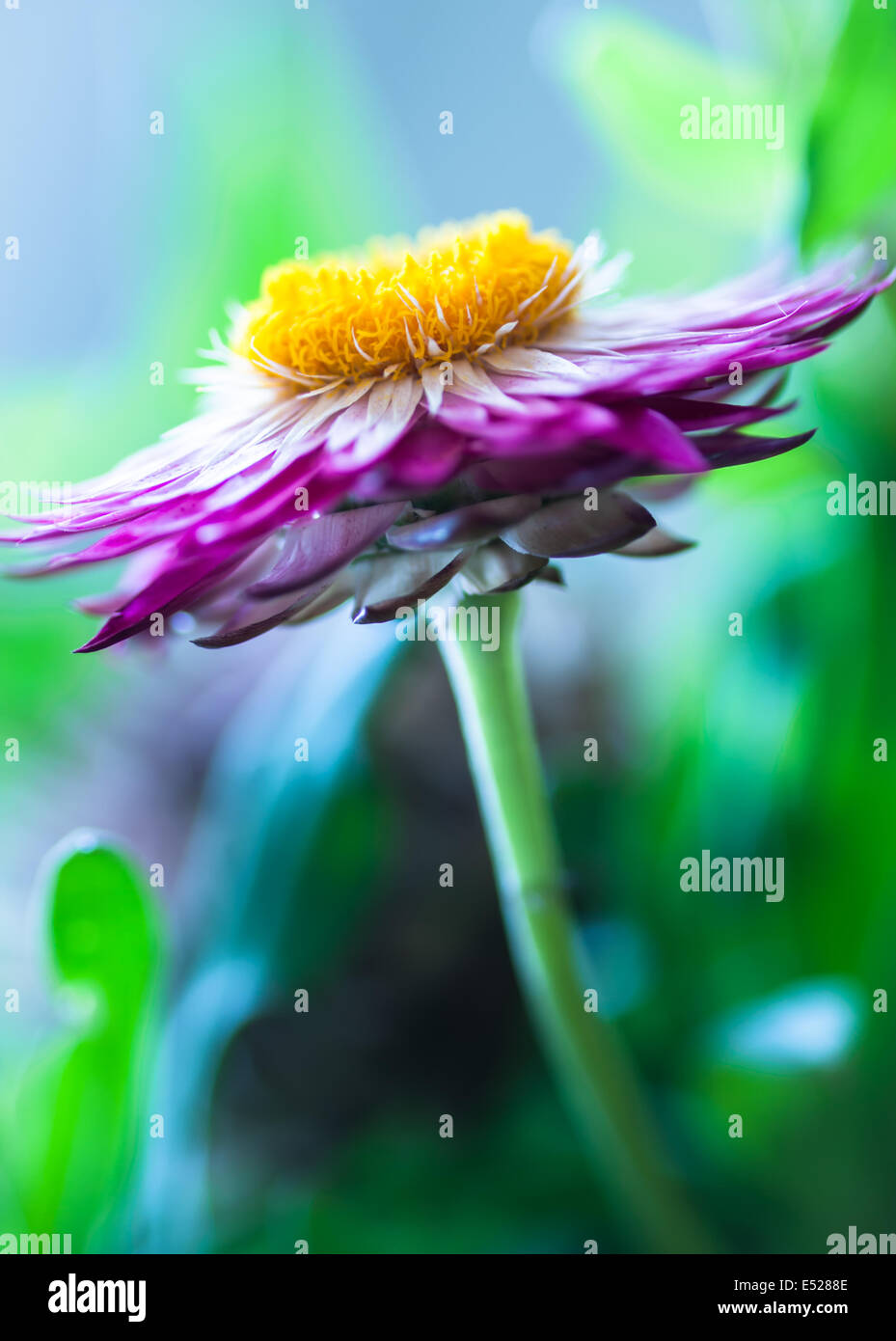 Single Paper Daisy flower Stock Photo - Alamy