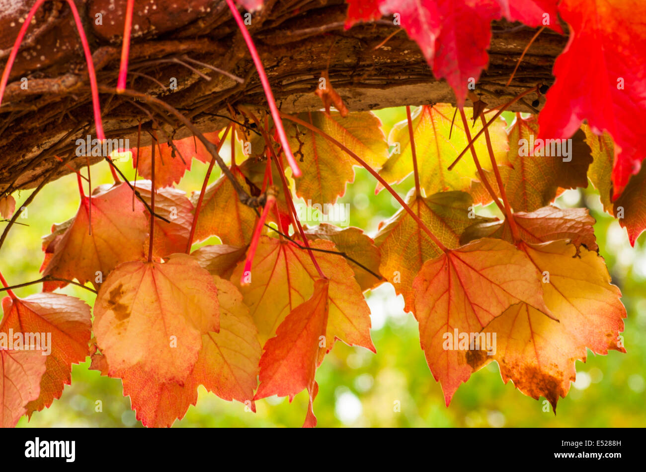 Autumn leaves under an arch Stock Photo - Alamy