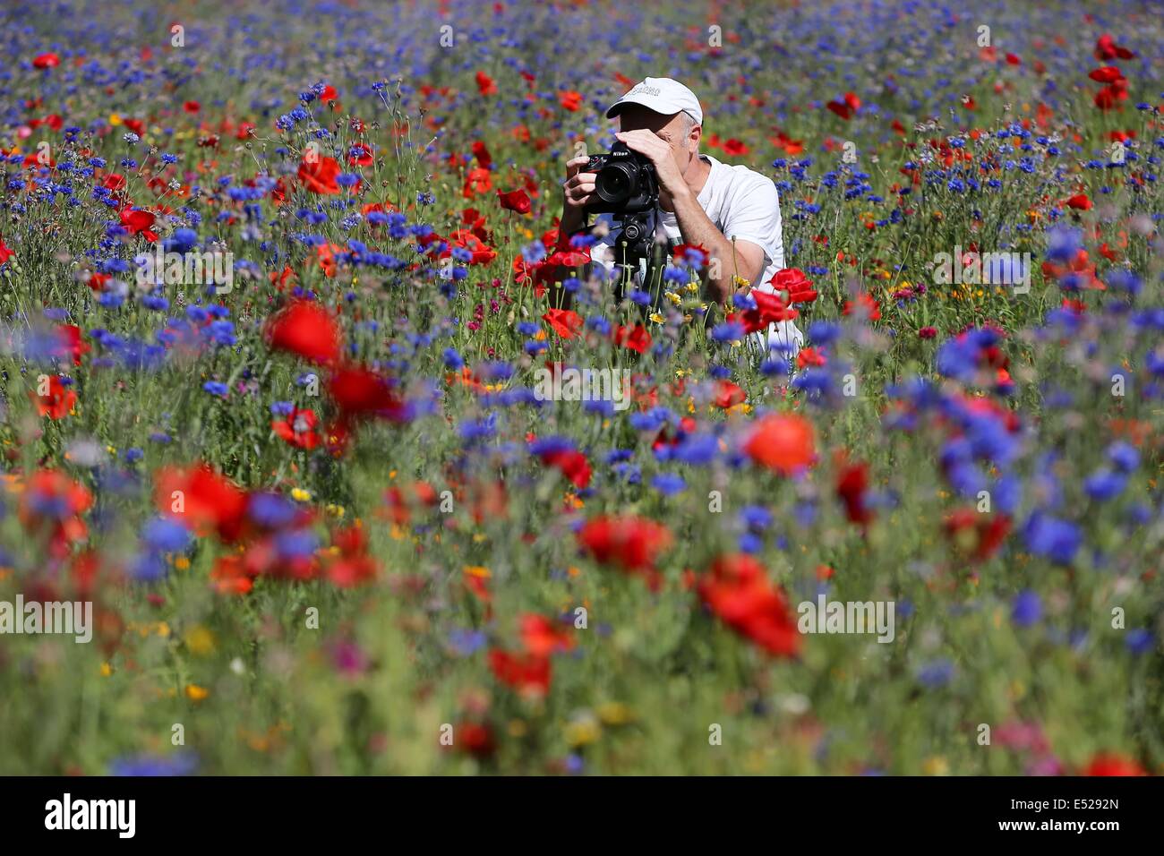 Peter Merrick takes close-up photographs of the amazing meadow of ...