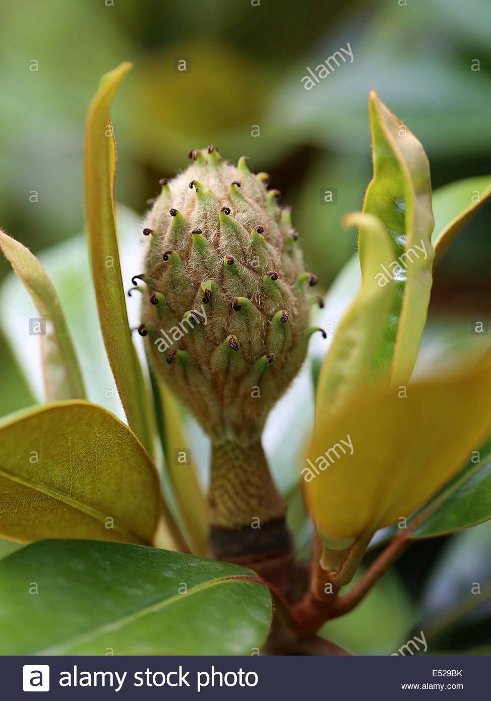SOUTHERN MAGNOLIA FLOWER SEED POD, in South West France Stock Photo - Alamy