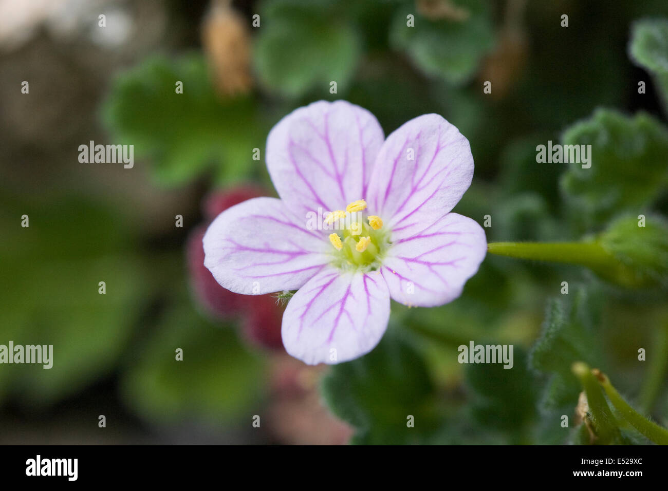 Erodium corsicum flower. Storksbill flowers Stock Photo - Alamy