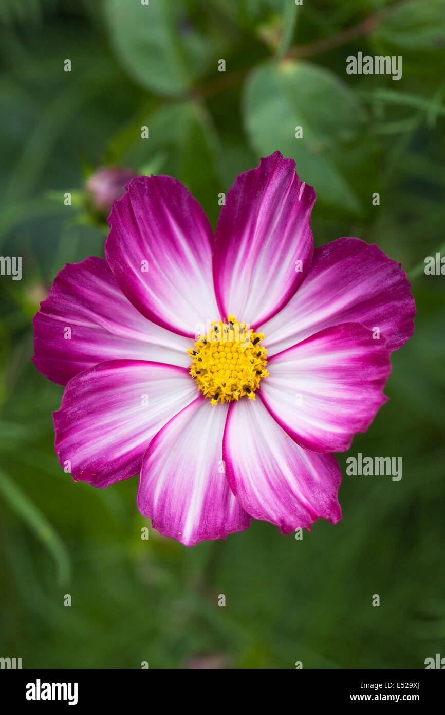 Cosmos bipinnatus flower Stock Photo - Alamy