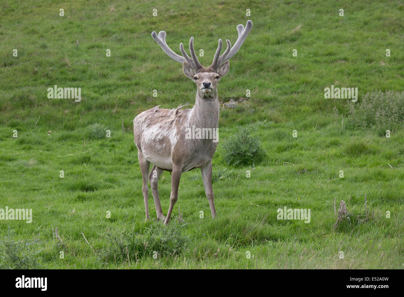 Bactrian or Bukhara deer Cervus elaphus bactrianus Highland Wildlife ...