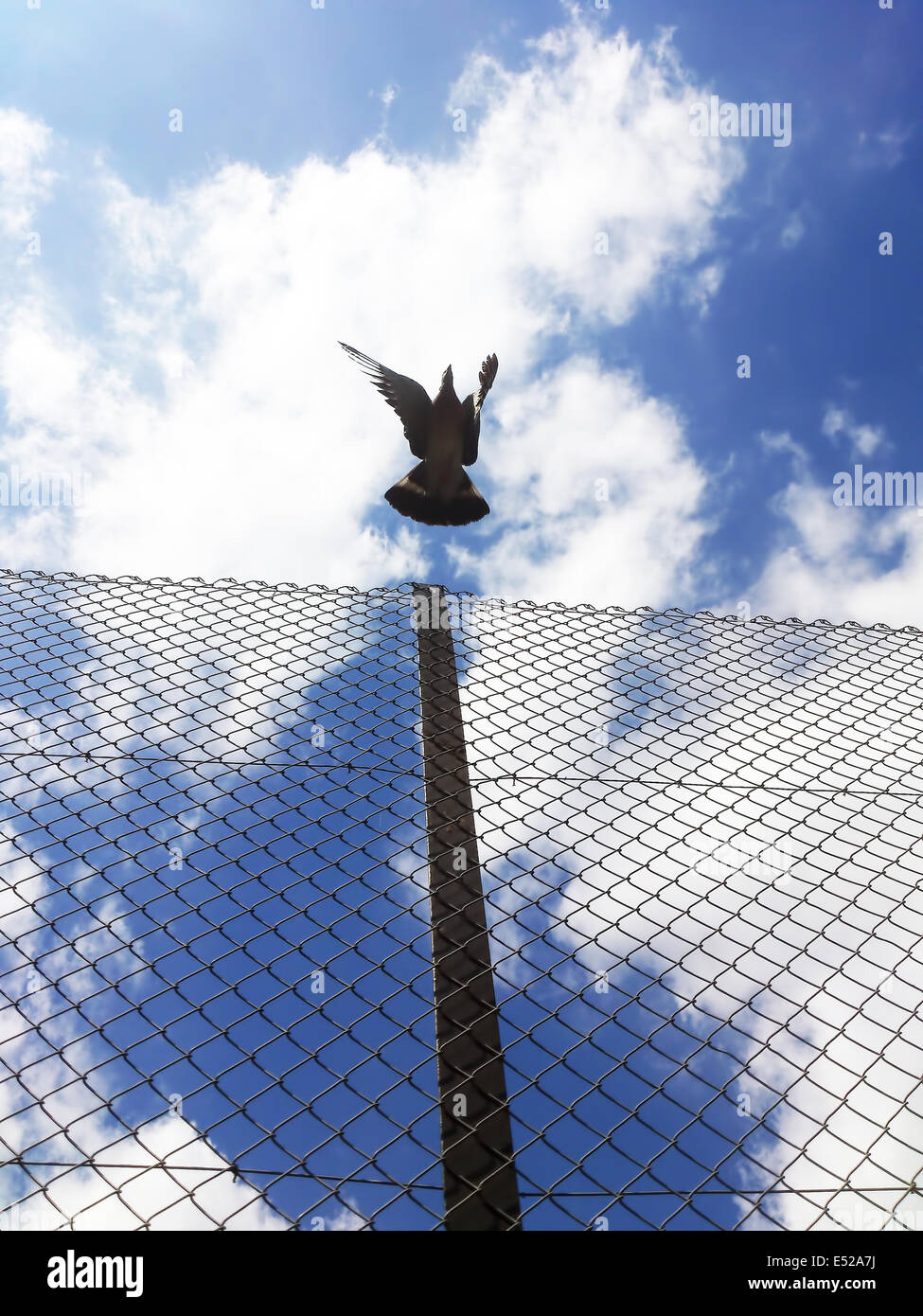 Flying over fence hi-res stock photography and images - Alamy