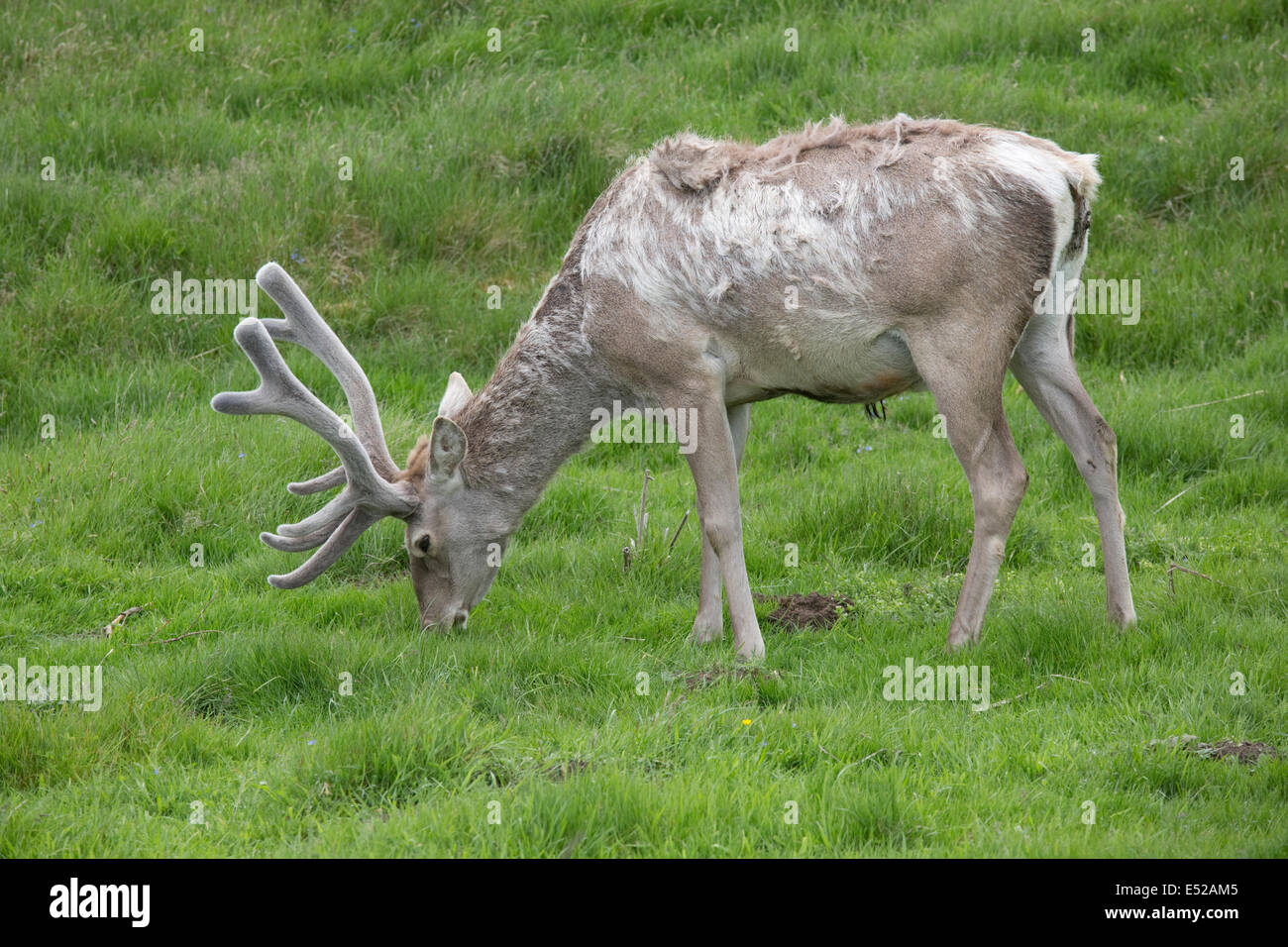 Bactrian or Bukhara deer Cervus elaphus bactrianus grazing Highland ...