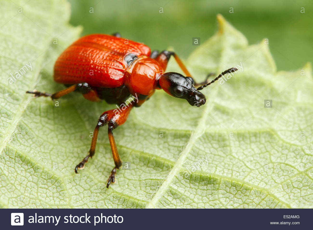 Leaf Roller Stock Photos & Leaf Roller Stock Images - Alamy