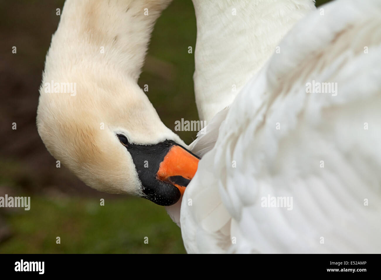 Beautiful black swan preening feathers hi-res stock photography and ...
