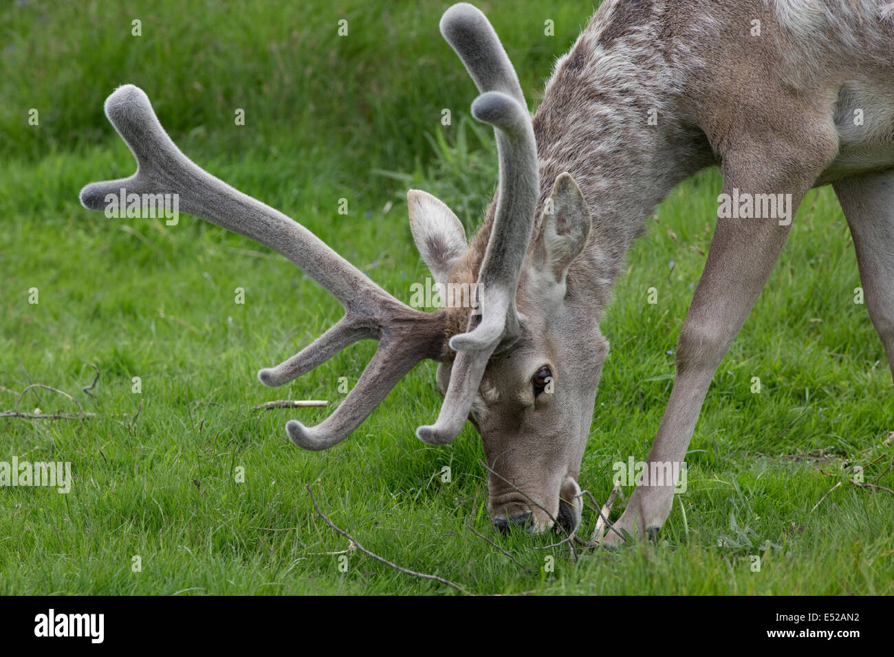 Bactrian or Bukhara deer Cervus elaphus bactrianus grazing Highland ...