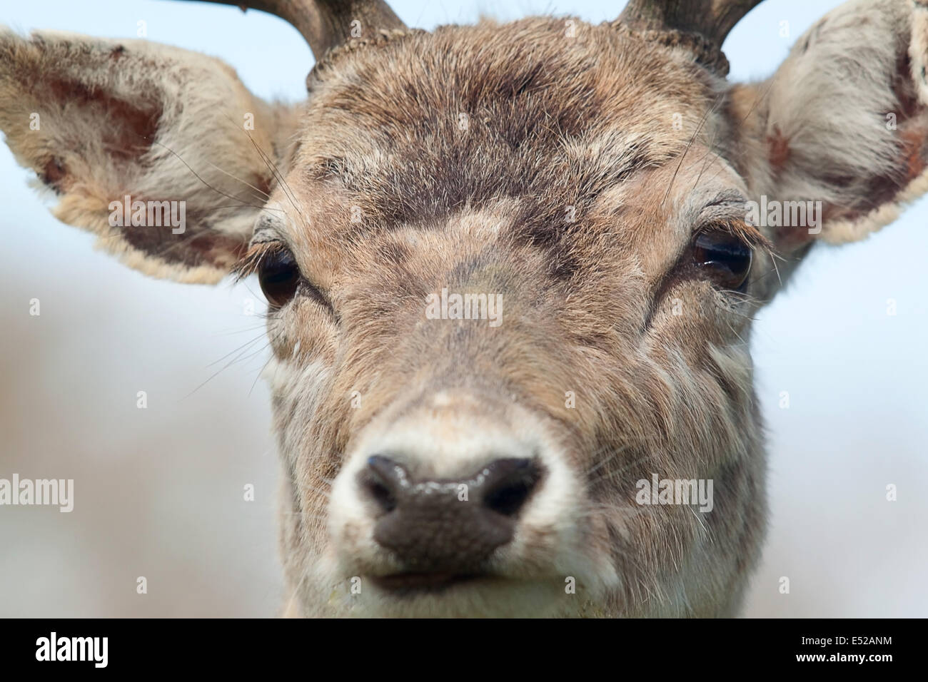 stag up close portrait Stock Photo - Alamy