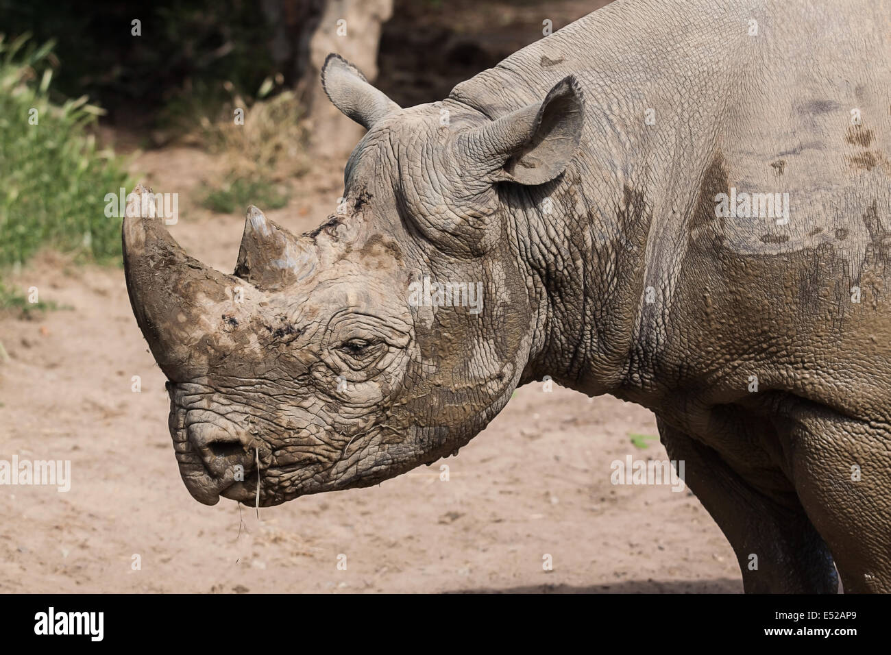 Rhino Pictures