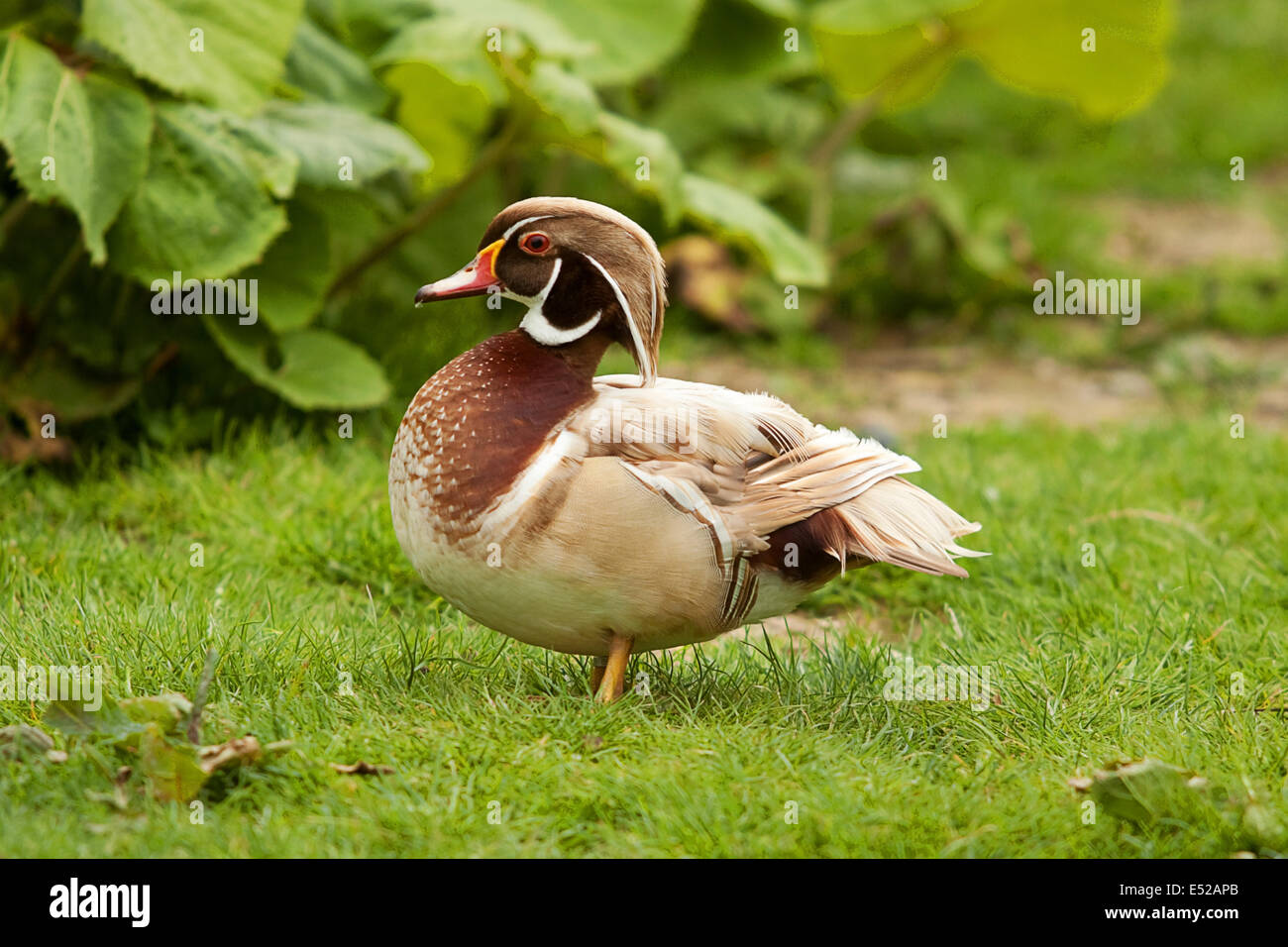 beautiful little duck standing on grass Stock Photo - Alamy