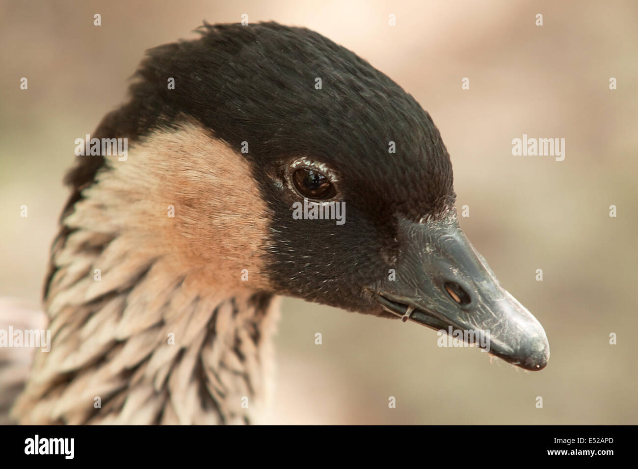 portrait of a goose Stock Photo - Alamy