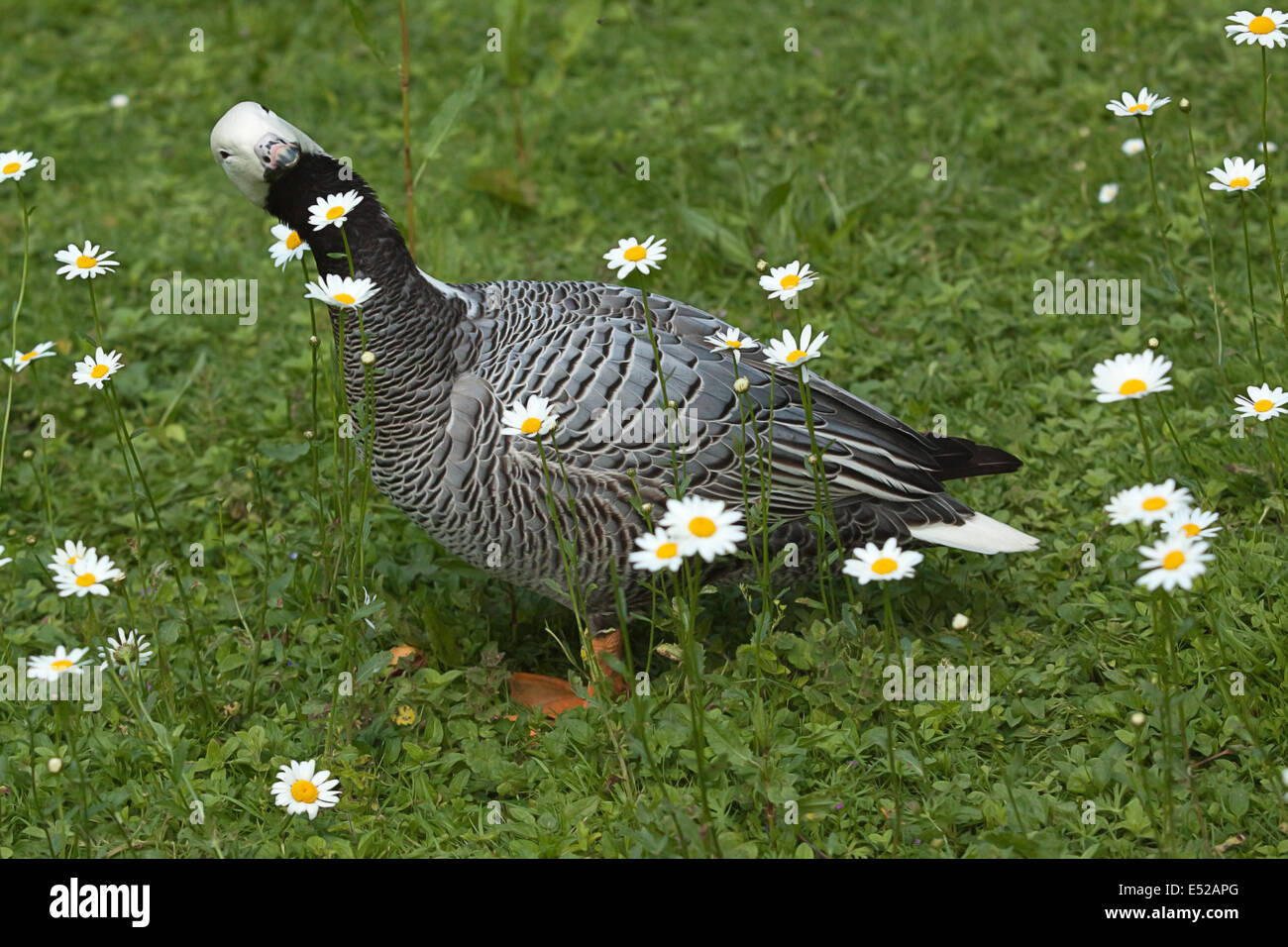 Goose in flowers hi-res stock photography and images - Alamy