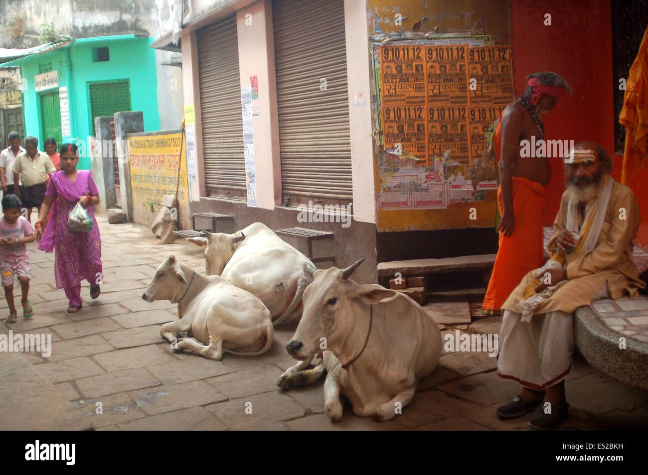 Cow outside the temple with two holy man nearby in a Hindu temple ...