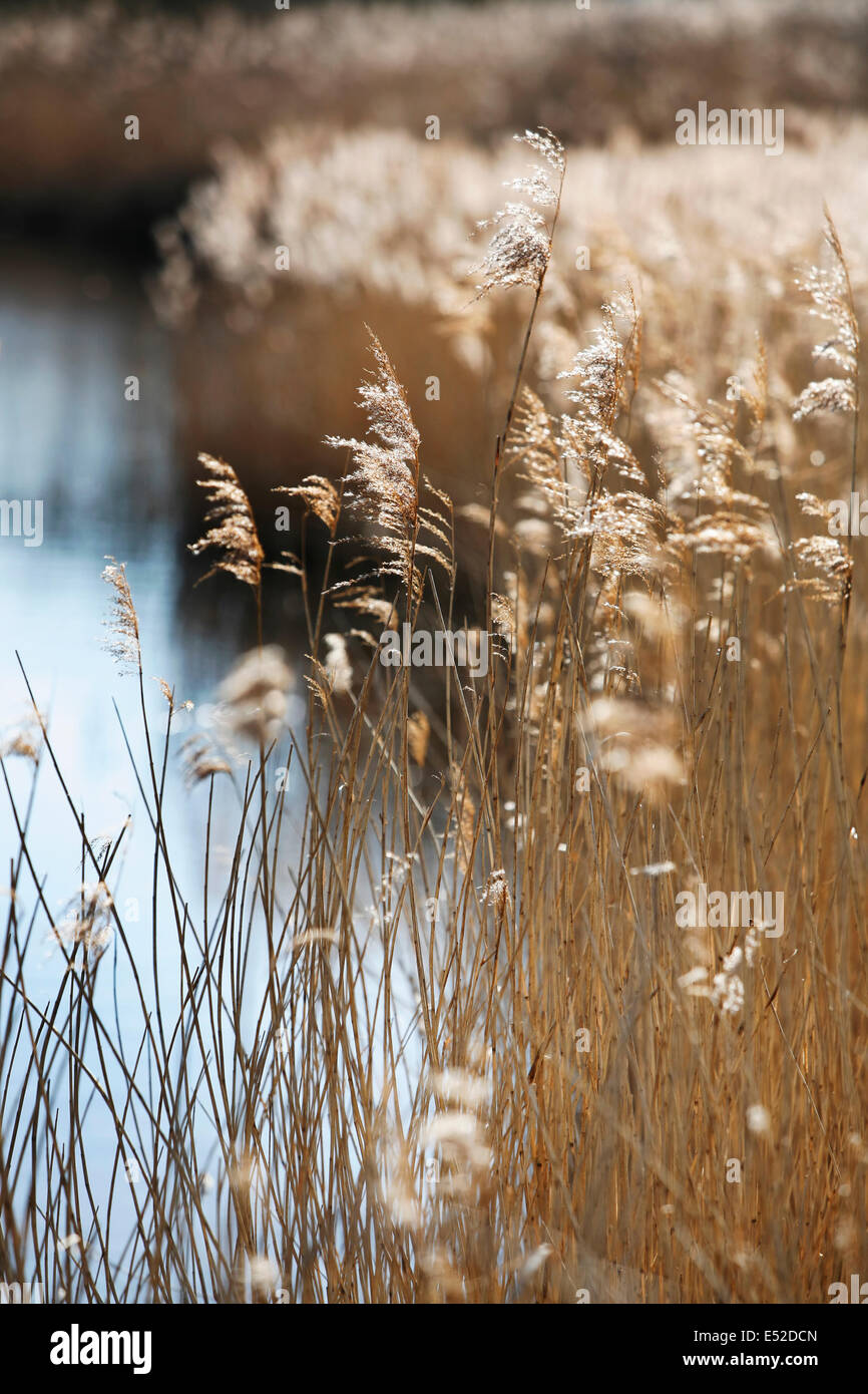 Tall reed stalks and feathery seedheads growing in shallow water in the ...
