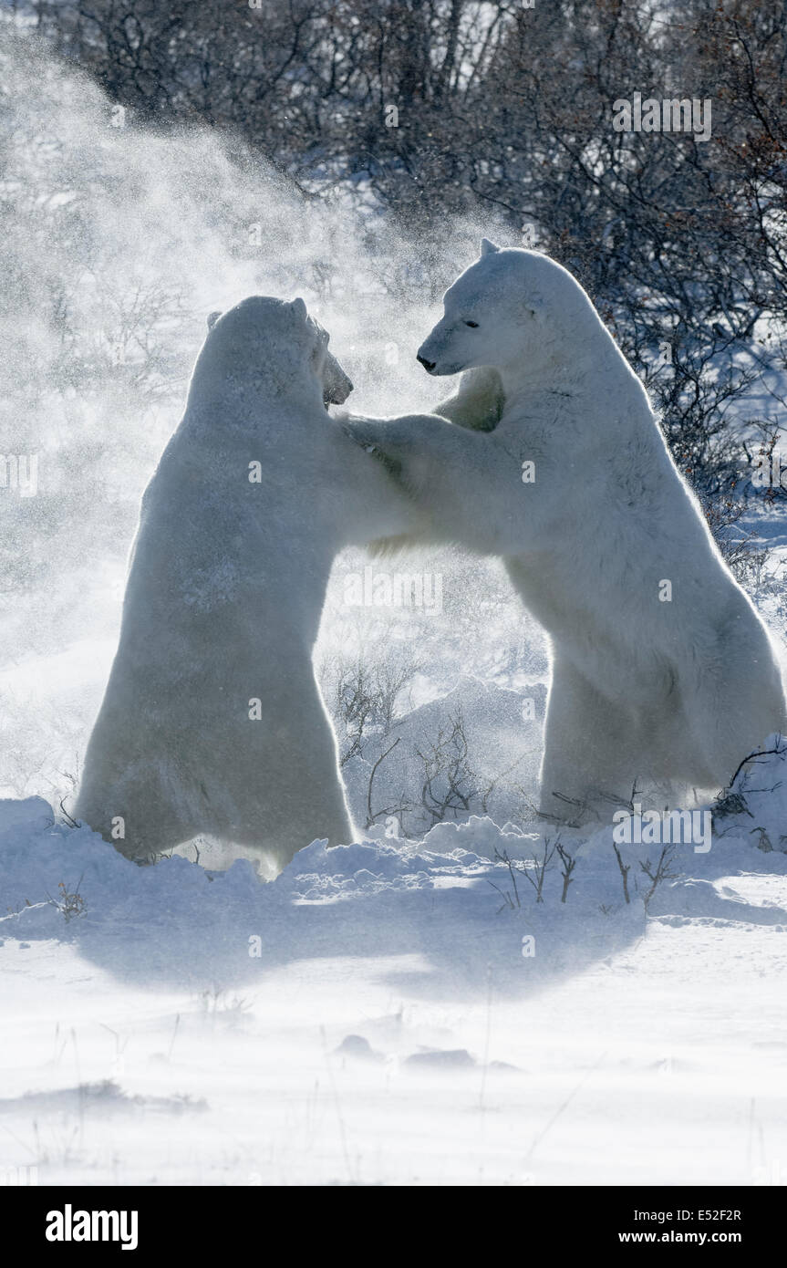 Bear standing on two legs hi-res stock photography and images - Alamy