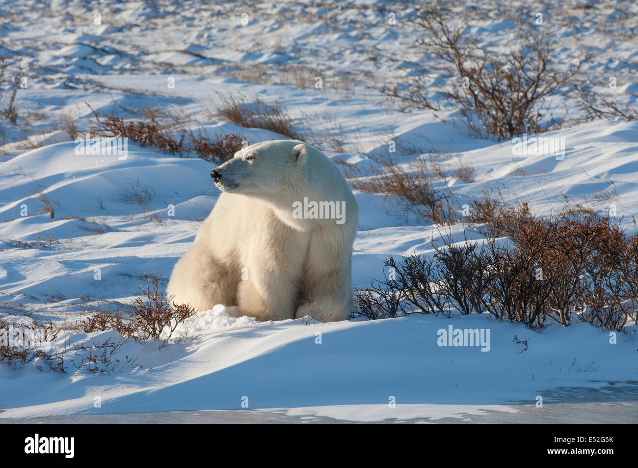 A polar bear excavating a snow pit or digging for food in the snow ...