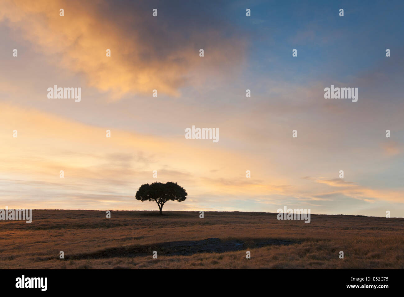 A single tree hi-res stock photography and images - Alamy