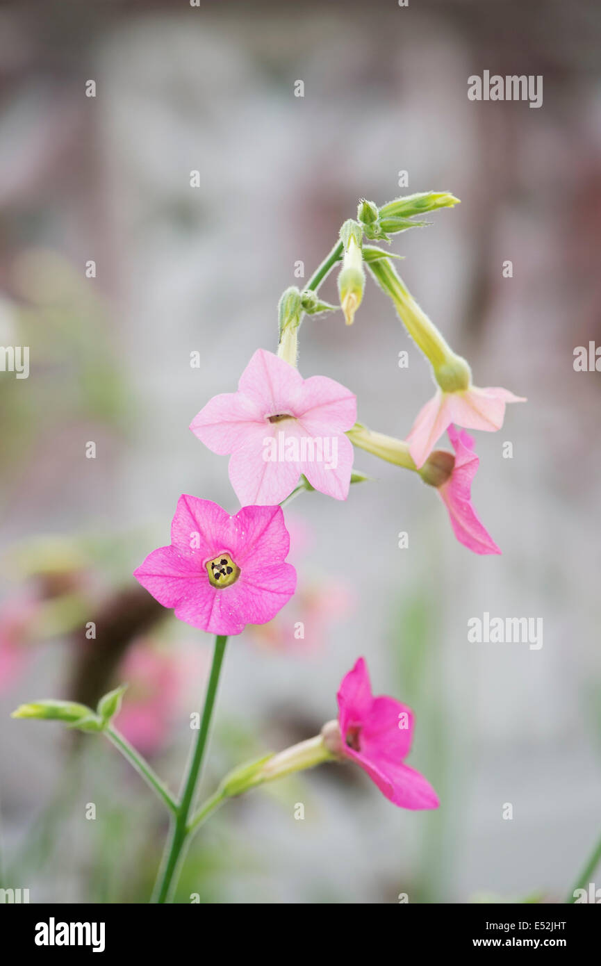 Nicotiana flower plant pink hi-res stock photography and images - Alamy
