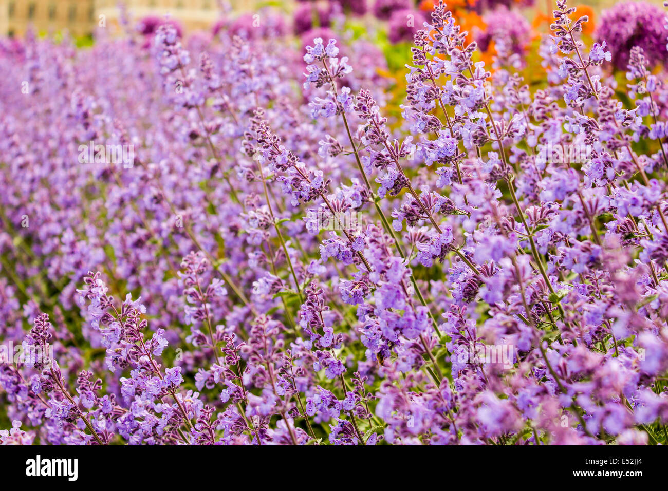 Beautiful purple lavender flowers hi-res stock photography and images ...