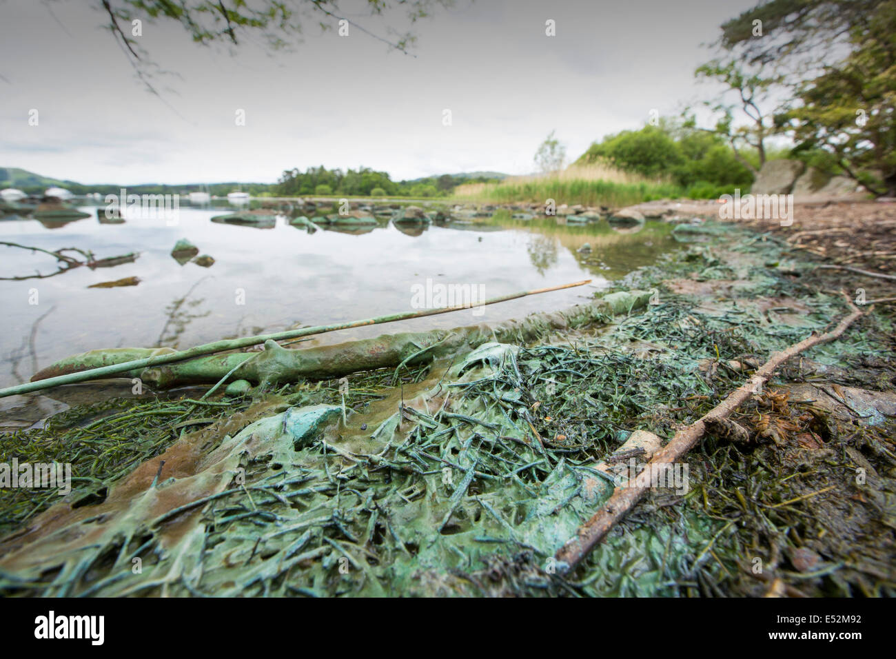 Algae and cyanobacteria hi-res stock photography and images - Alamy