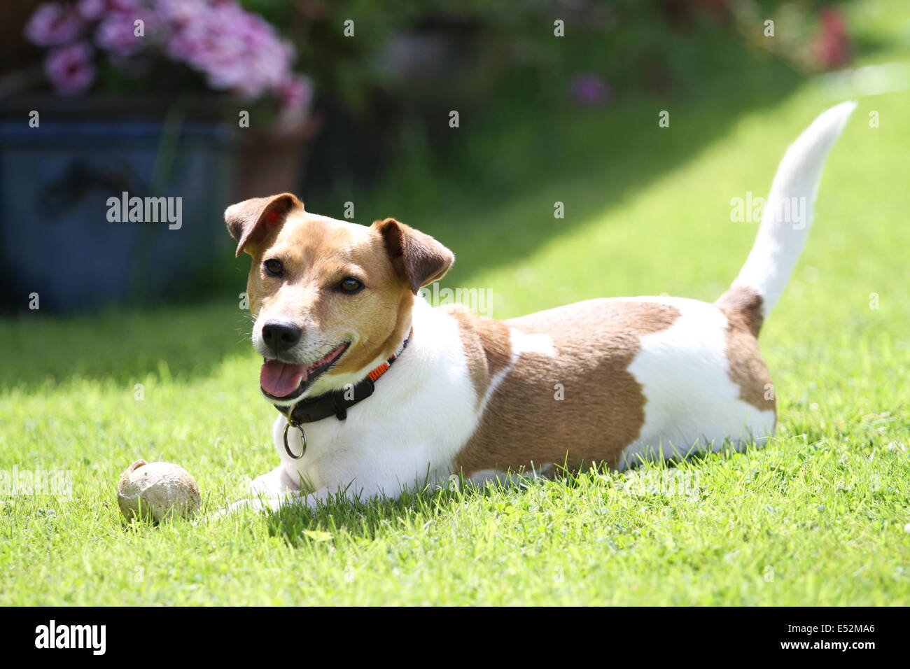 Jack Russell Terrier playing Stock Photo - Alamy