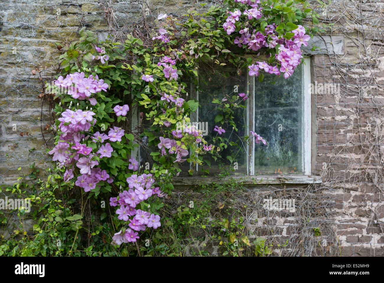 Clematis flowering around an old window set into an old stone wall ...