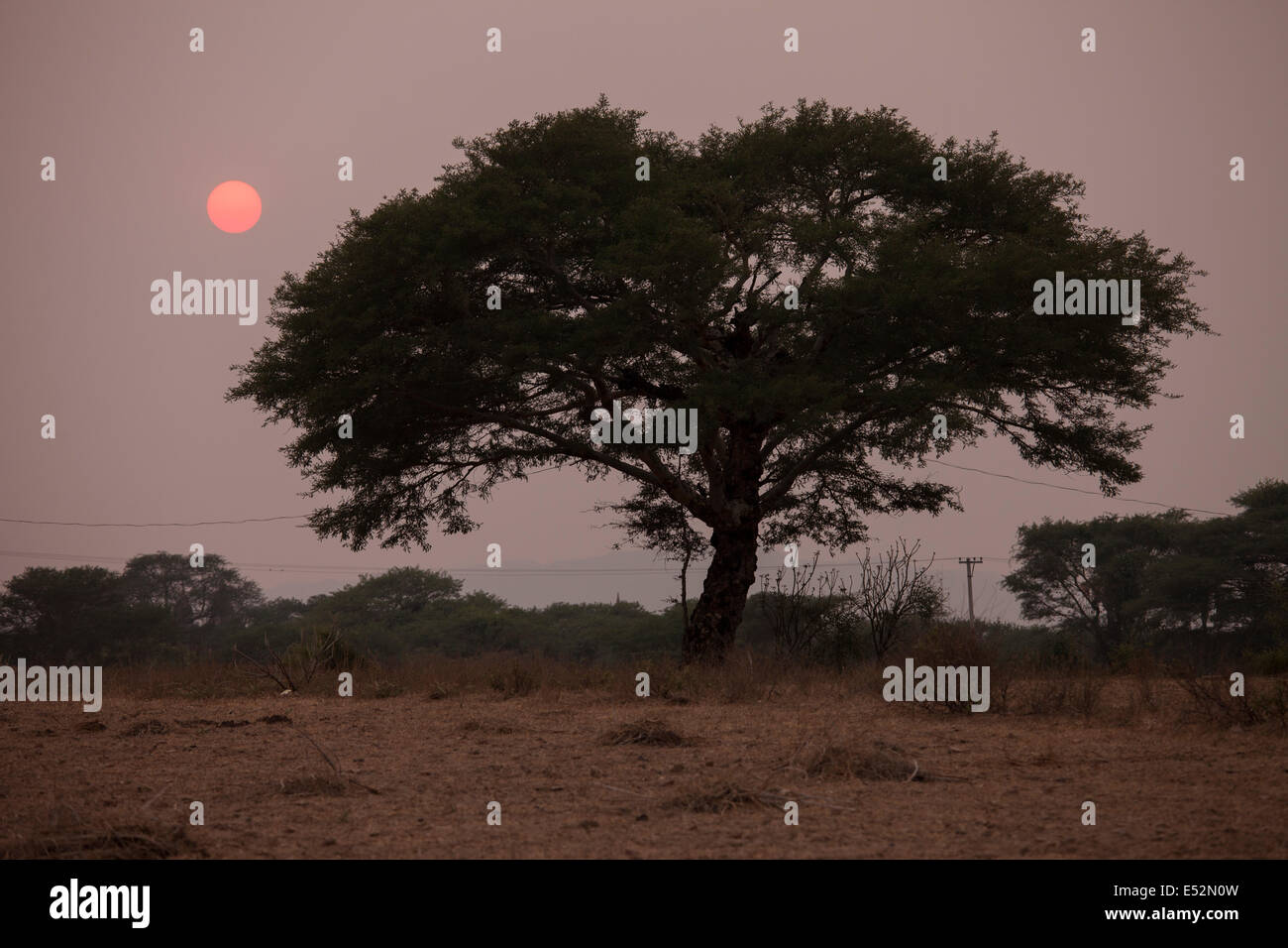 Haze sun tree hi-res stock photography and images - Alamy