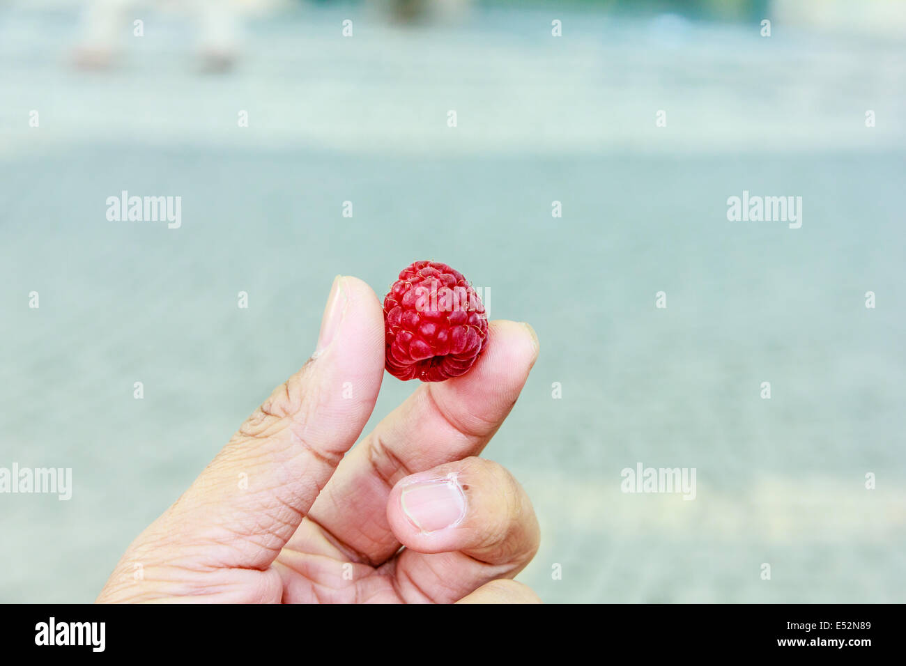 close up rasberry in the man hand Stock Photo - Alamy