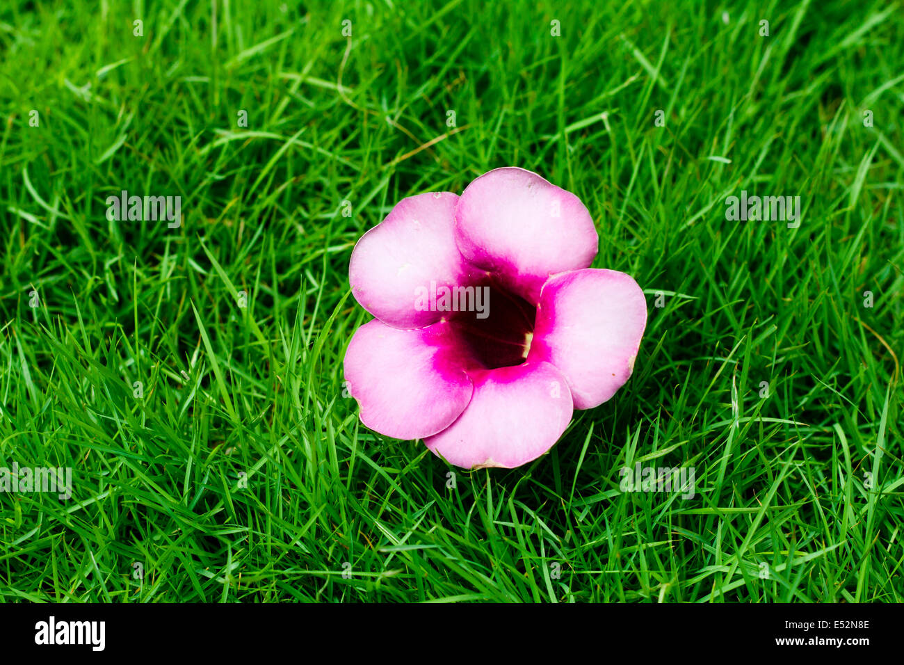 Bignonia magnifica hi-res stock photography and images - Alamy