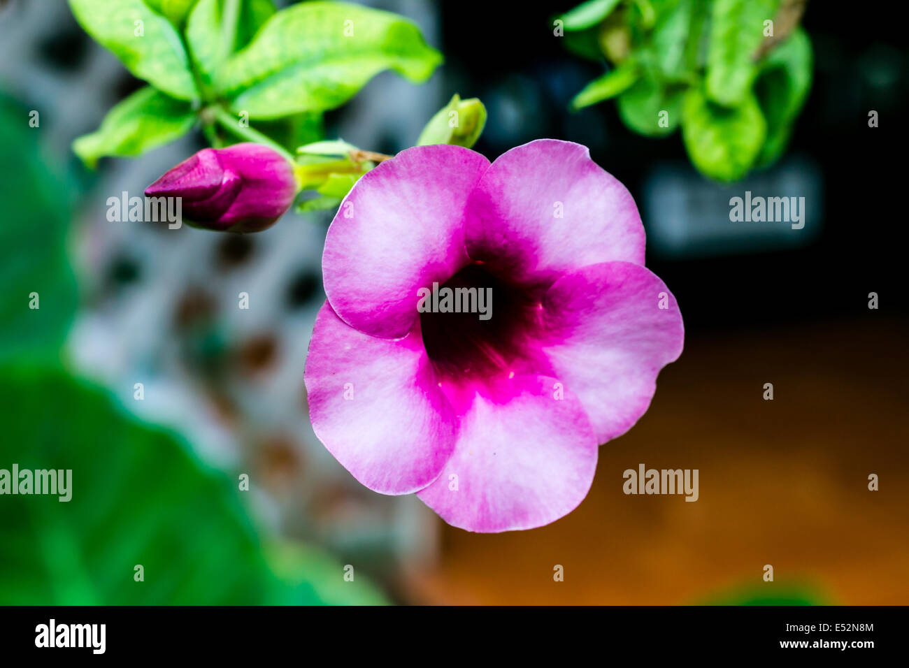 Bignonia magnifica hi-res stock photography and images - Alamy