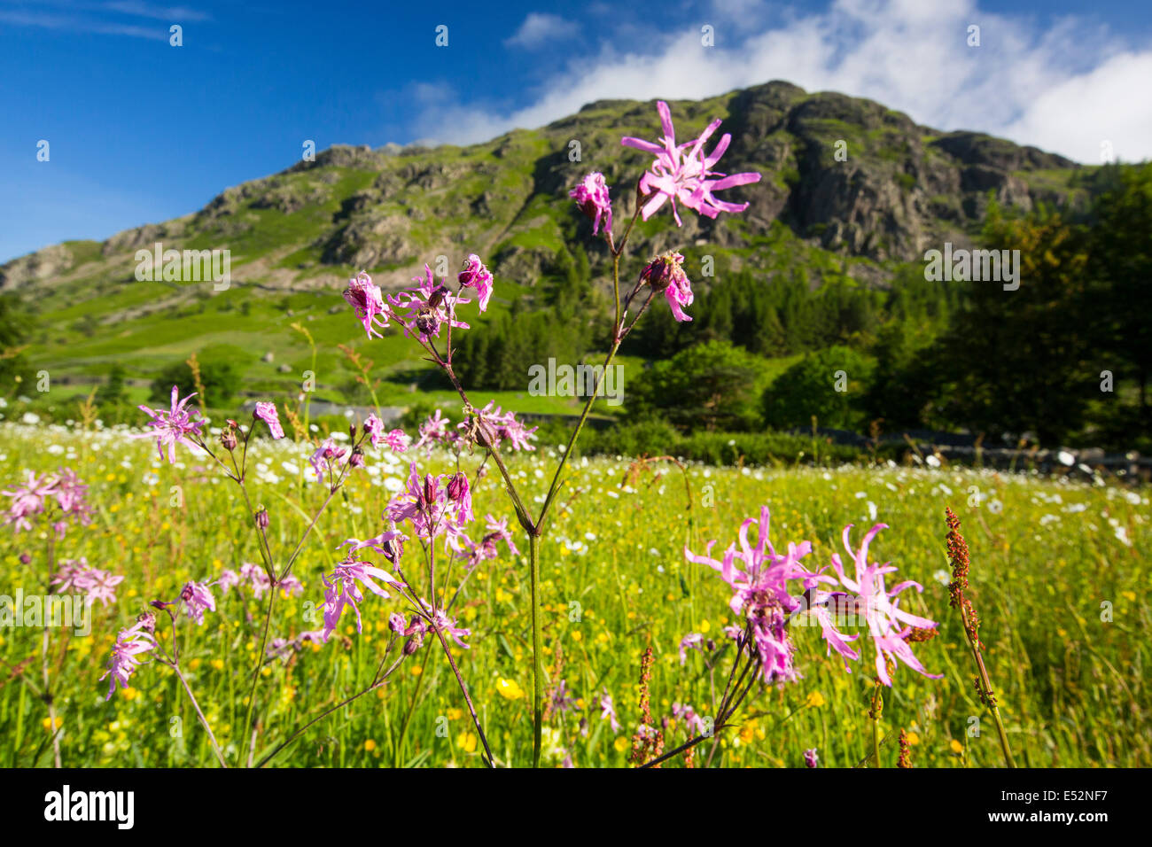 Traditional hay meadows at the head of the Langdale valley, Lake ...