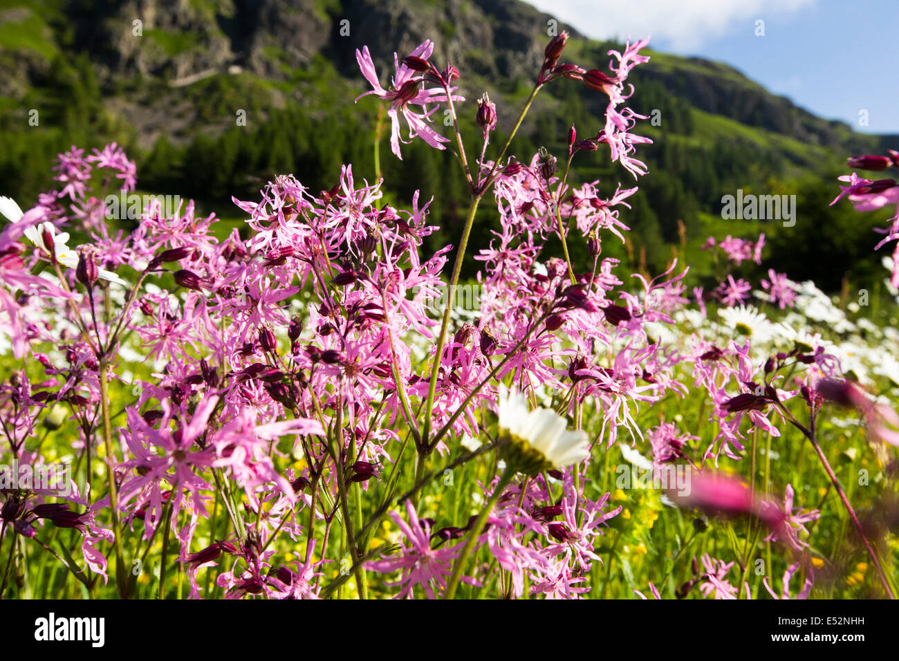 Traditional hay meadows at the head of the Langdale valley, Lake ...