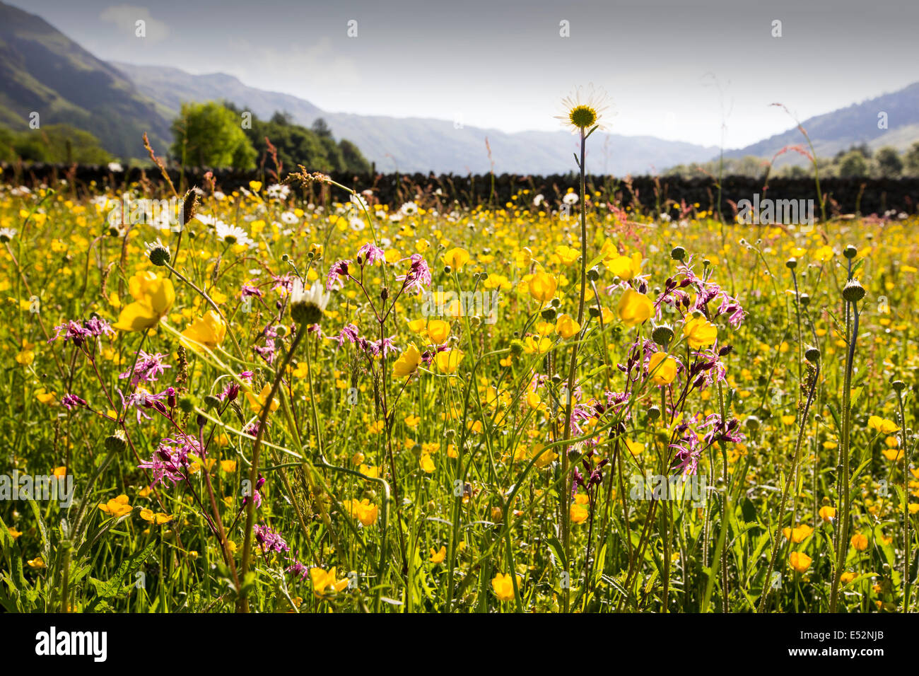 Traditional hay meadows at the head of the Langdale valley, Lake ...
