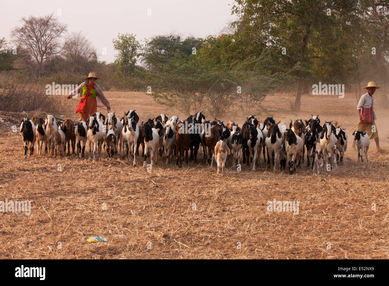 Local farmers in Bagan, Myanmar, herd their goats past a Buddhist stupa ...