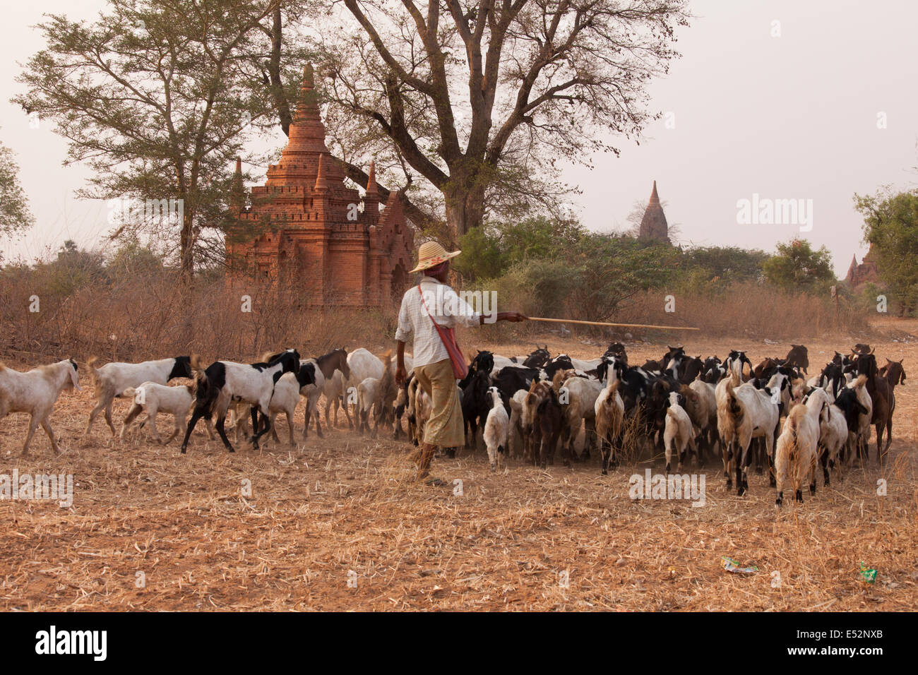Local farmers in Bagan, Myanmar, herd their goats past a Buddhist stupa ...
